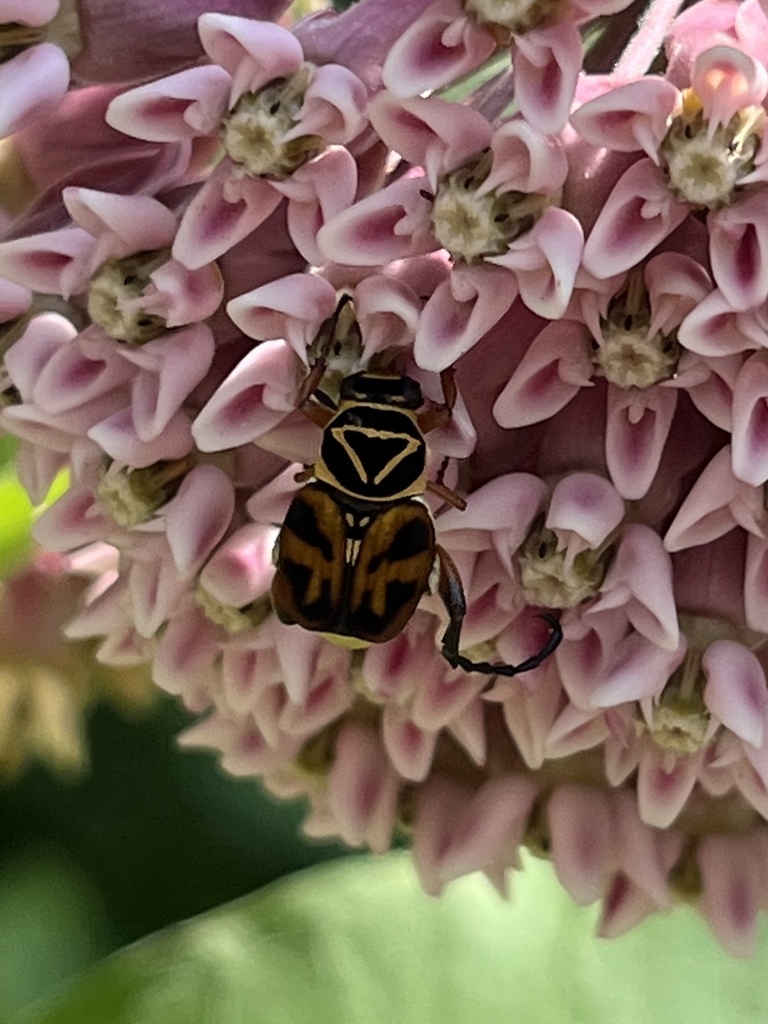 Delta Flower Scarab from Dare County, NC, USA on June 30, 2023 at 03:02 ...