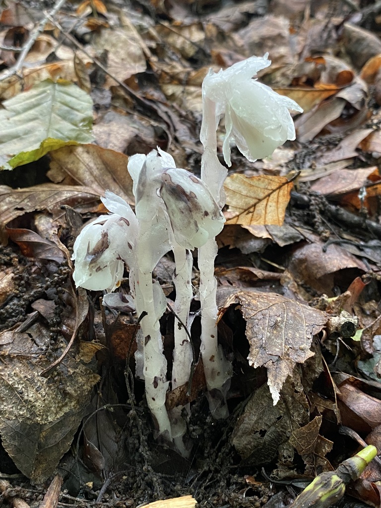 Ghost Pipe in June 2023 by jim · iNaturalist