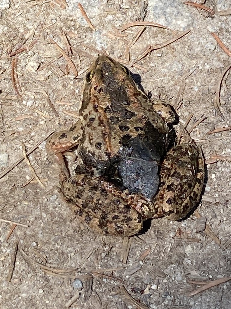 Columbia Spotted Frog from Idaho Panhandle National Forest, Priest Lake ...