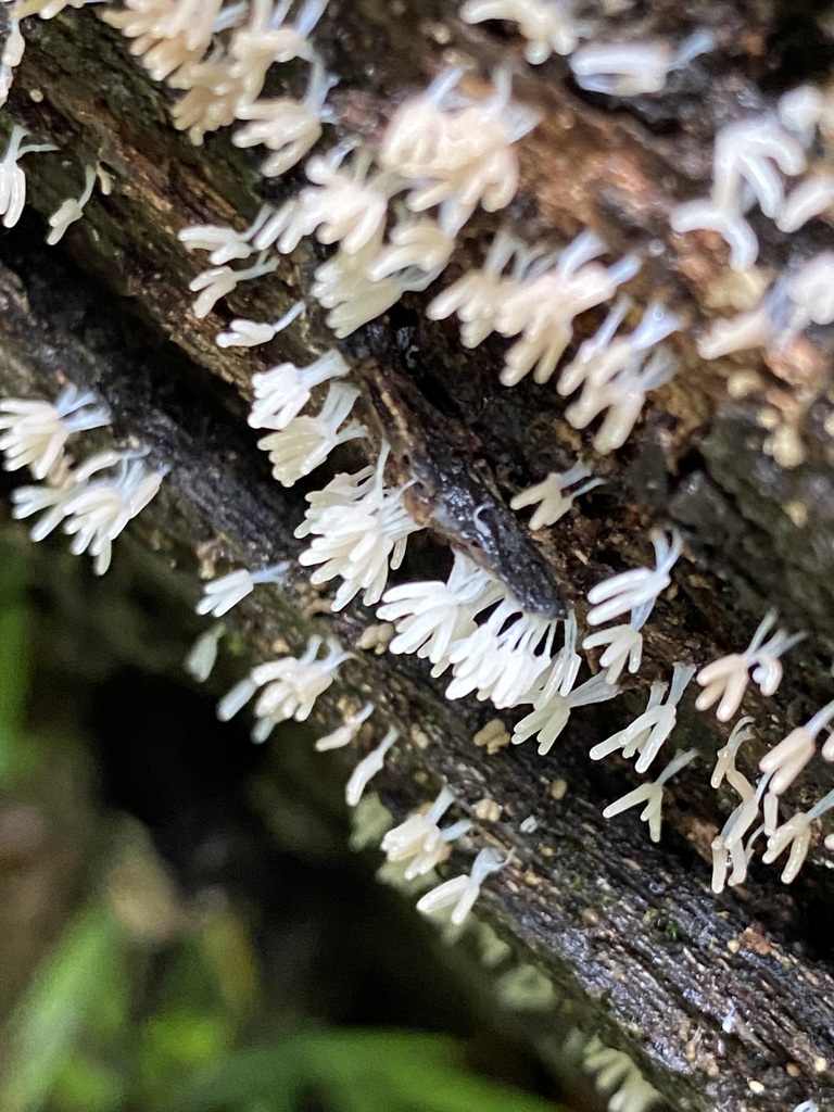 White Carnival Candy Slime Mold in June 2023 by jim · iNaturalist