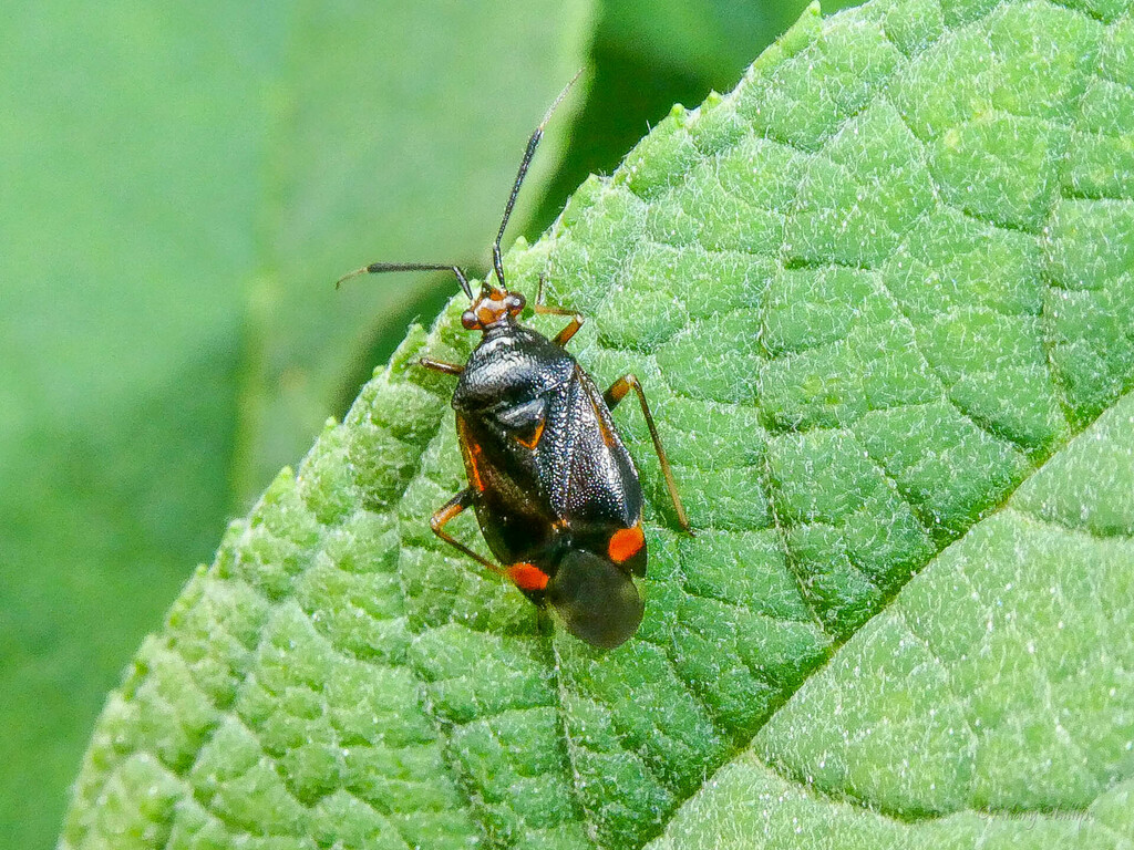 red-spotted plant bug from Bude EX23, UK on June 29, 2023 at 05:39 PM ...