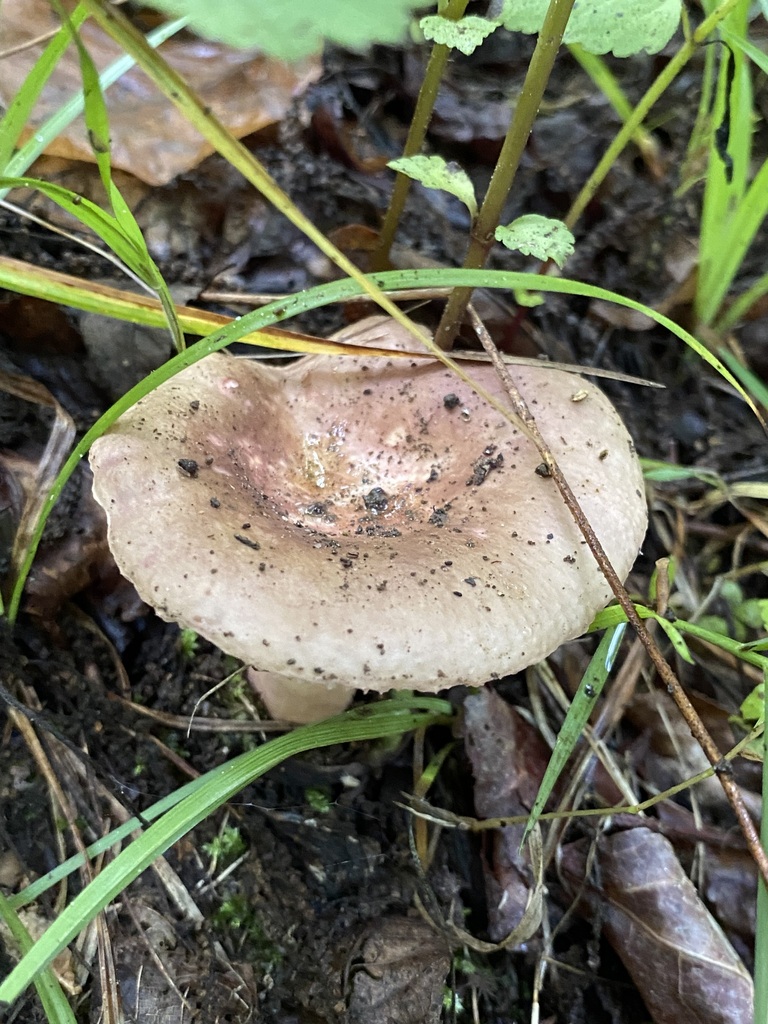 purple-bloom russula in June 2023 by jim · iNaturalist