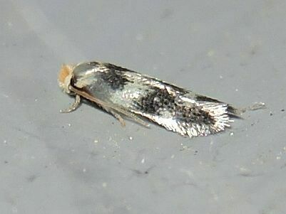 Norway Maple Pigmy Moth in June 2023 by privatenoaccess. Also one at PS ...