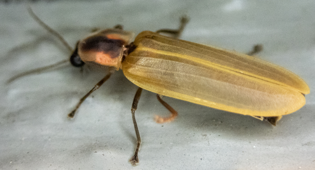 Pyractomena from Shepard Settlement, Onondaga County, NY, USA on June ...