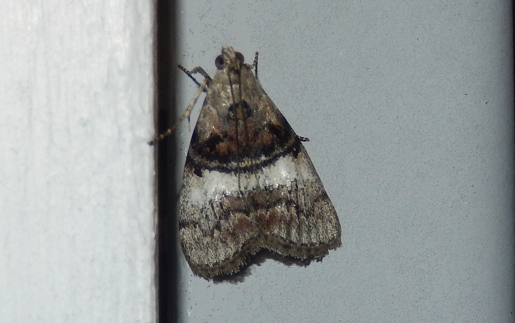 Maple Webworm Moth in June 2023 by Jack Miller · iNaturalist