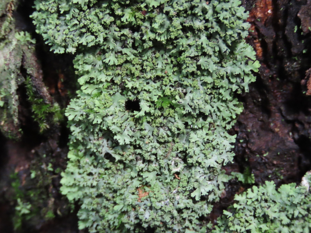 Powder-tipped Shadow Lichen in June 2023 by Chuck Cantley. black beneath · iNaturalist