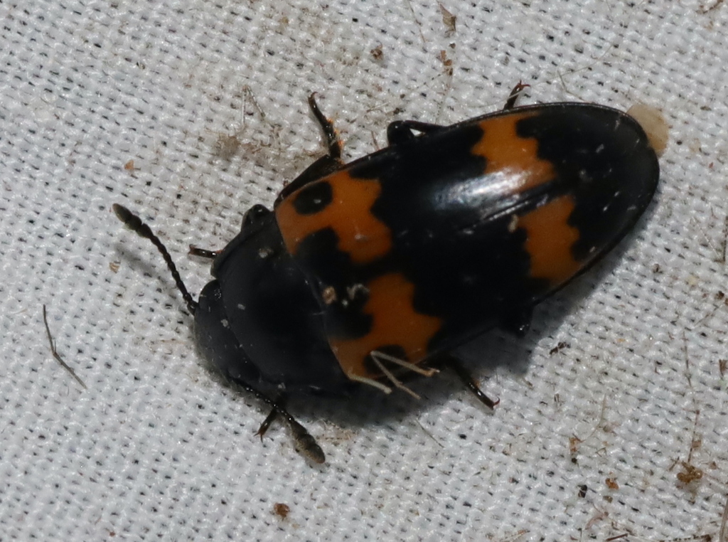 Red-banded Fungus Beetle from Cleburne County, AR, USA on June 30, 2023 ...