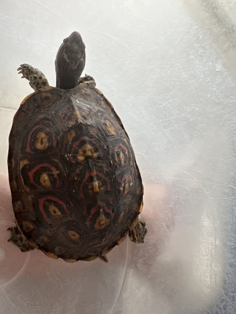 Painted Wood Turtle from Boulevard Pacífico, Carrillo, Guanacaste, CR ...