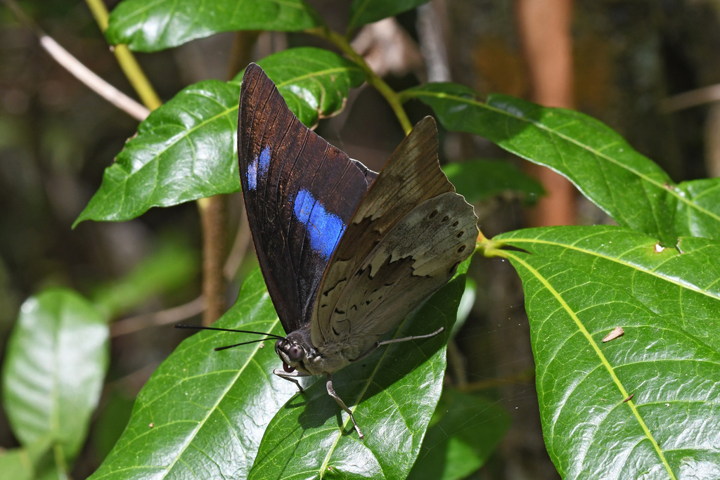 Two-spotted Prepona from Las Mercedes, Pedernales, République ...