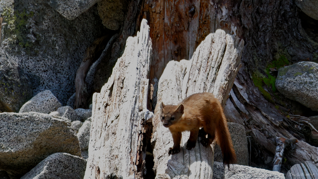 Pacific Marten from Chelan County, WA, USA on June 28, 2023 at 12:54 PM ...