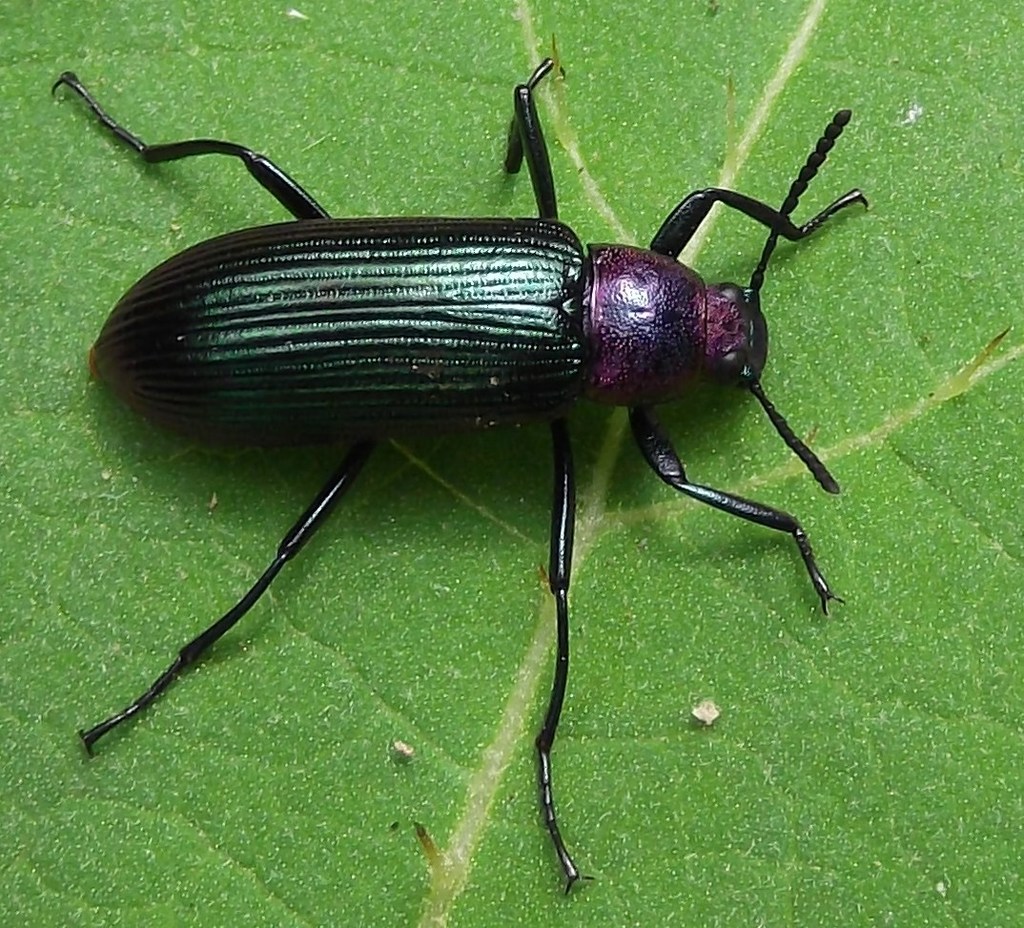 Strongylium auratum (Insects of Cocobolo Nature Reserve) · BioDiversity4All