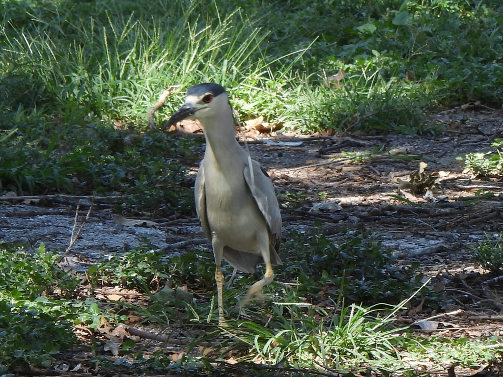 Black-crowned Night-Heron from Dallas, TX, USA on June 30, 2023 at 10: ...