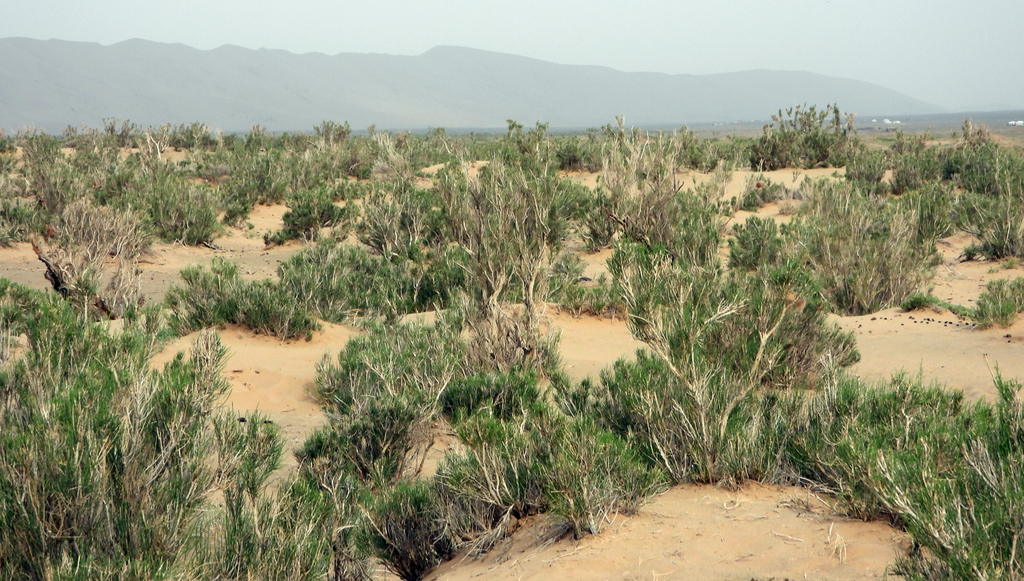 Saxaul from Sevrei, Mongolia on June 17, 2023 at 08:36 AM by Patricia ...