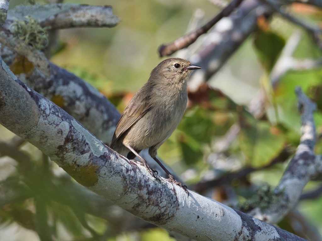 Gray Warbler-Finch (Genovesa) from San Cristobal, Ecuador on June 19 ...