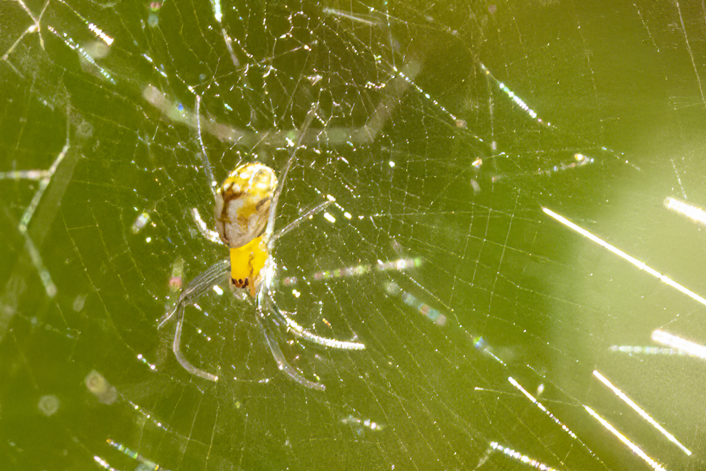 Mecynogea from Dr Von D Mizel, Eula Johnson SP, Dania Beach, FL 33004 ...