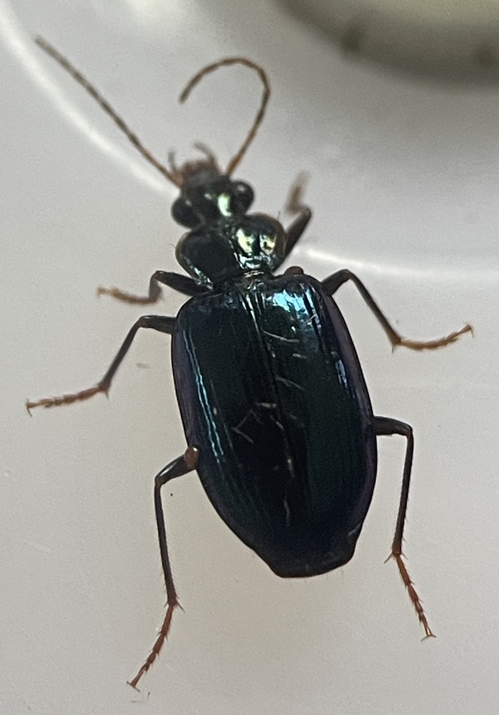 Ground Beetles from Malanda Millaa Millaa Rd, Millaa Millaa, QLD, AU on ...