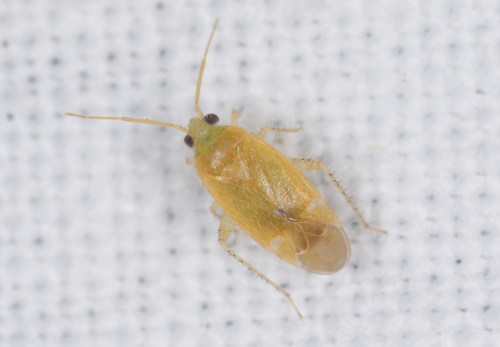 Psallus anaemicus · iNaturalist