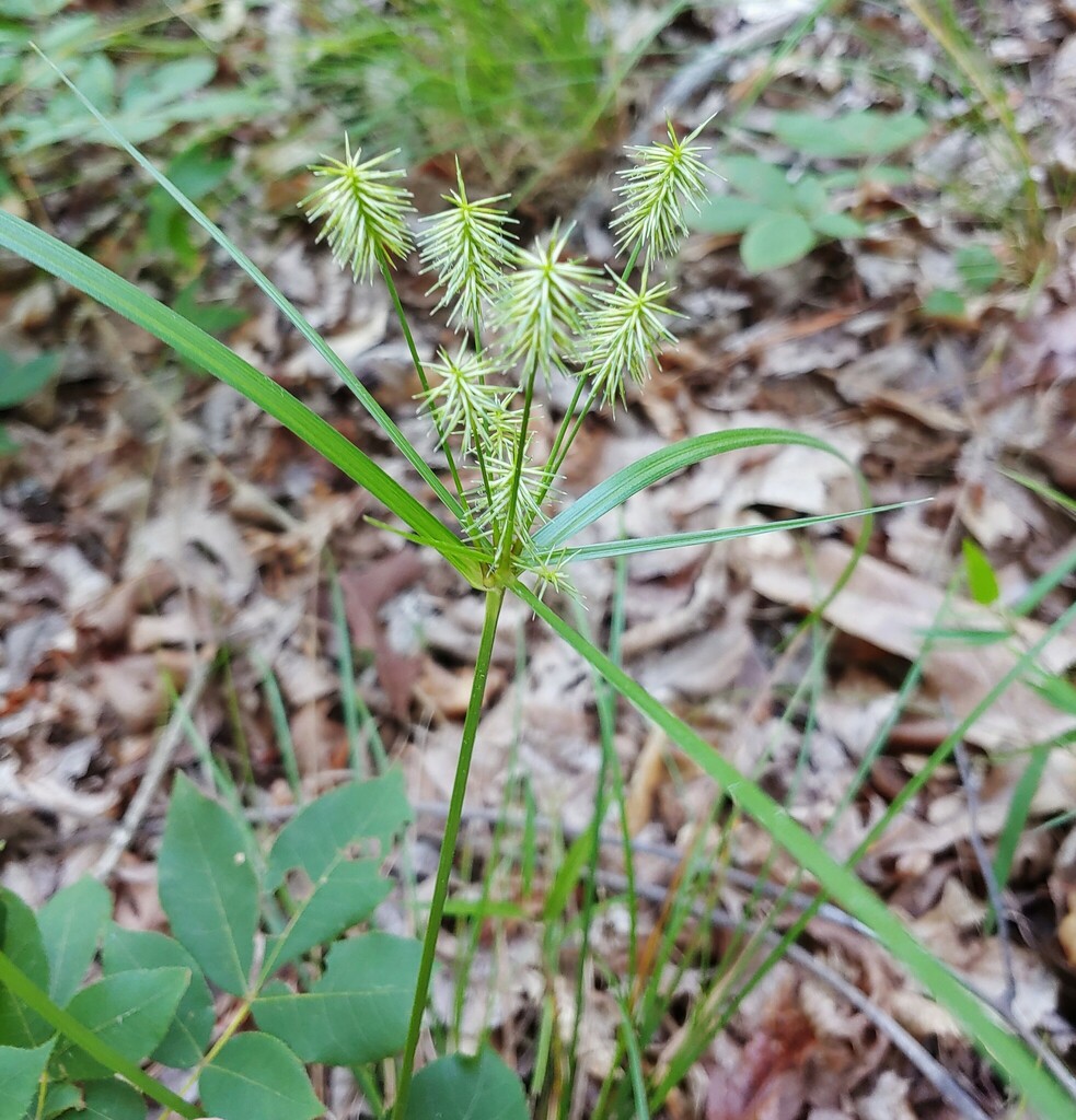 Baldwin's Flatsedge from Dekalb County, GA, USA on June 29, 2023 at 09: ...