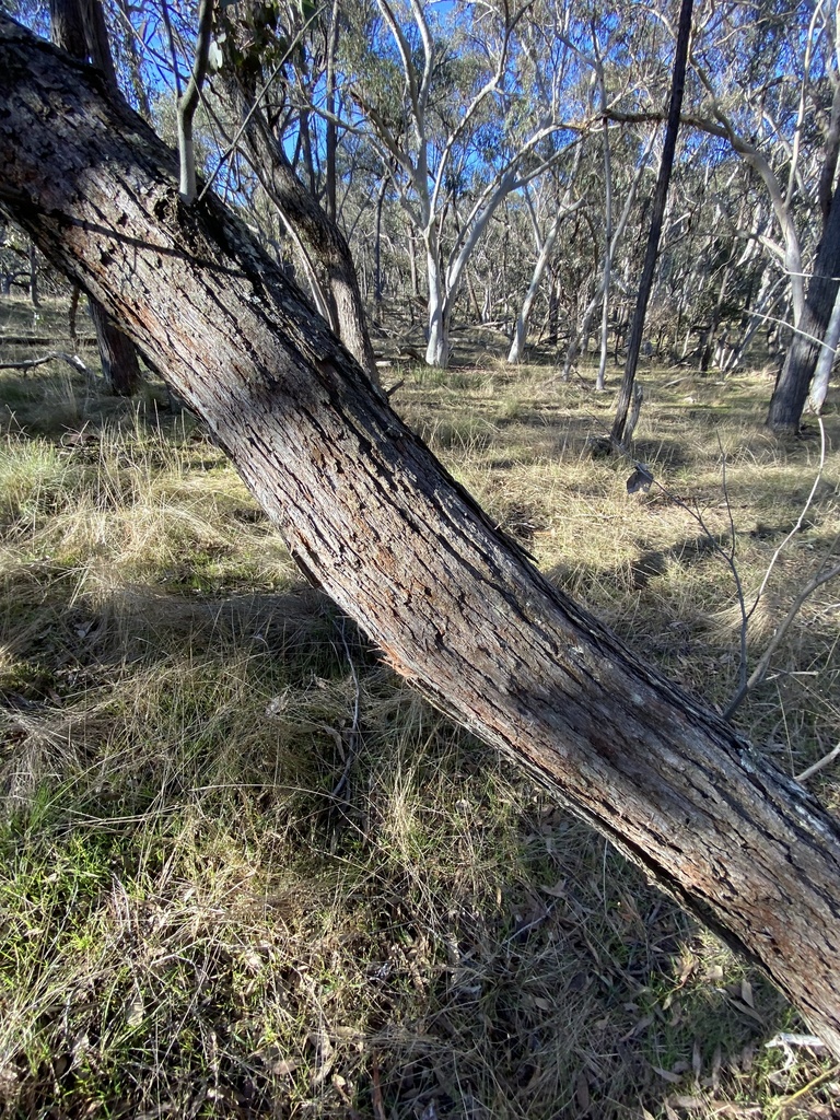Red Stringybark from Bango, NSW, AU on June 25, 2023 at 09:38 AM by ...
