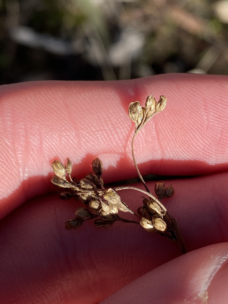 Fingered Rush from Bango, NSW, AU on June 25, 2023 at 09:47 AM by ...