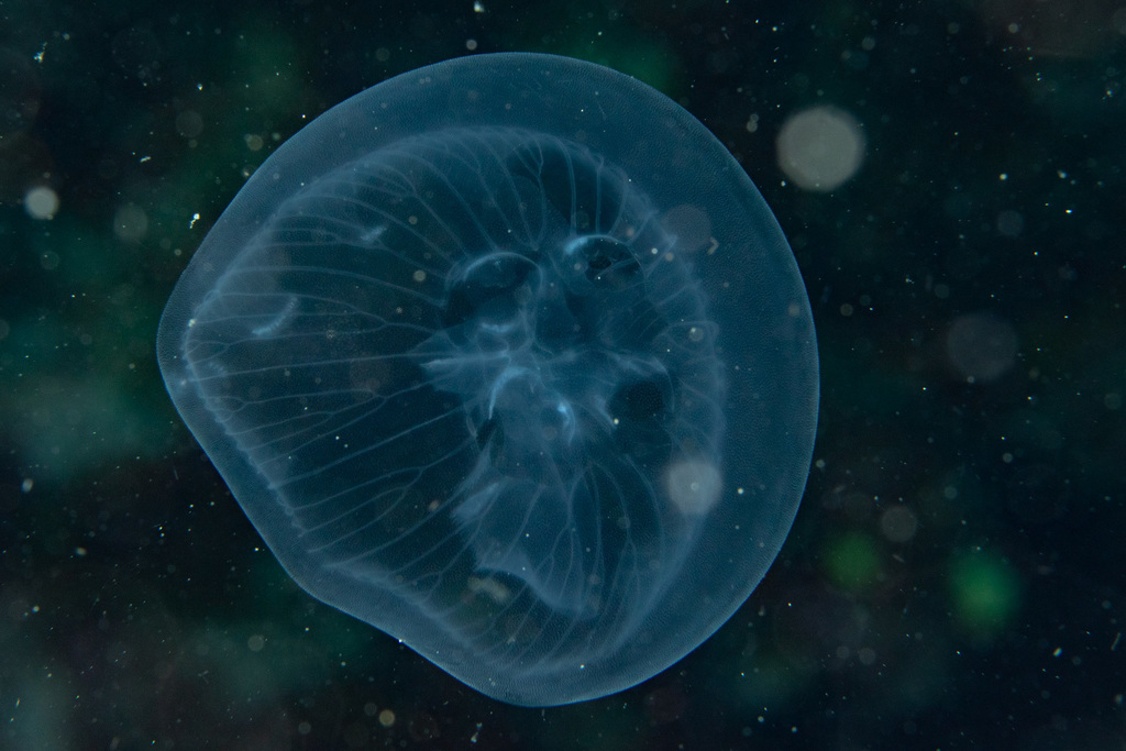 Fijian moon jellyfish from Bua, Northern, Fiji on December 6, 2018 at ...