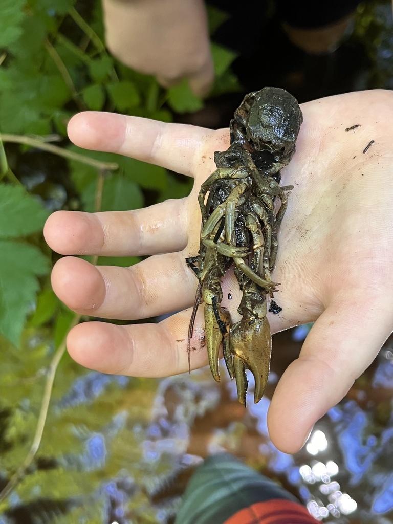 Signal Crayfish from Chimacum Rd, Irondale, WA, US on June 30, 2023 at ...