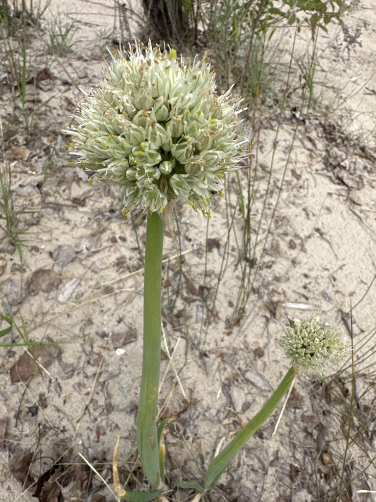 Common Onion from Prince Edward, Prince Edward County, ON, CA on June ...