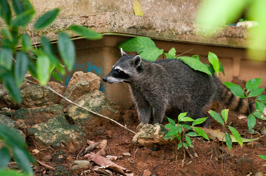 Mexican Raccoon (Procyon lotor hernandezii) - Know Your Mammals