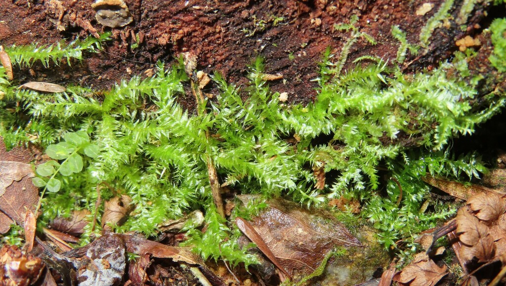 Steerecleus Moss from Pack Forest Lake, Warrensburg, NY, USA on June 20 ...