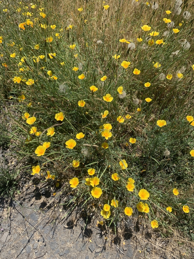 California poppy from Howard Buford County Park, Springfield, OR, US on ...