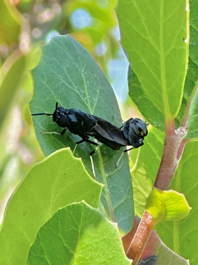 Black Soldier Fly from Mission Trails Regional Park, San Diego, CA, US ...