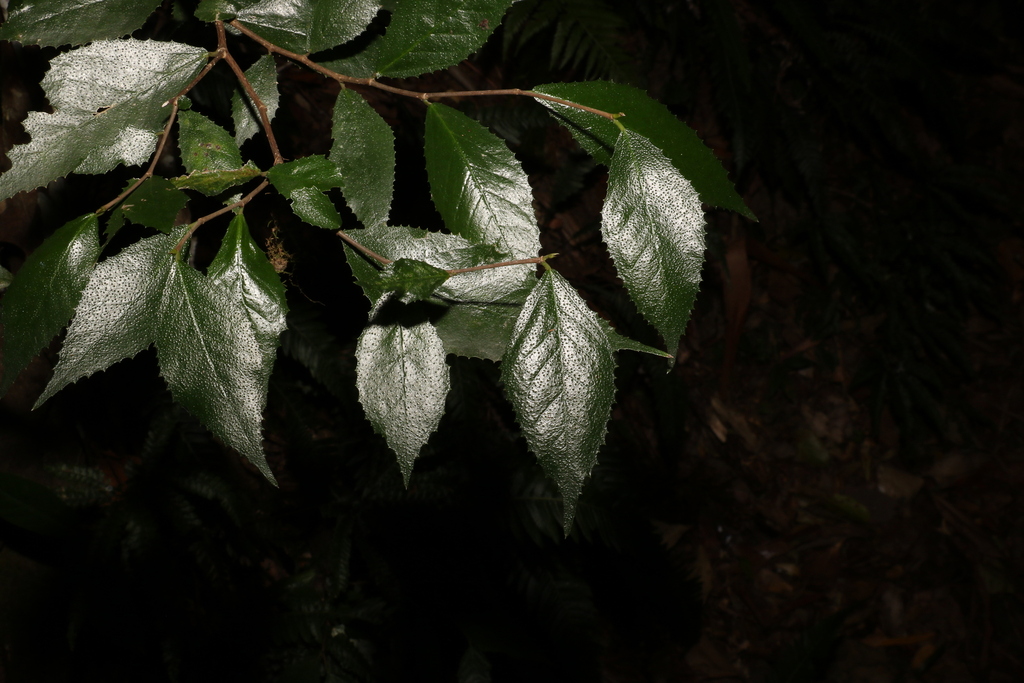 whalebone tree from Mount Nebo QLD 4520, Australia on June 30, 2023 at ...