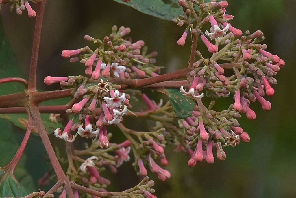 Quinine Trees from Reserva Puyucunapi - MCF on May 20, 2023 at 10:46 AM ...