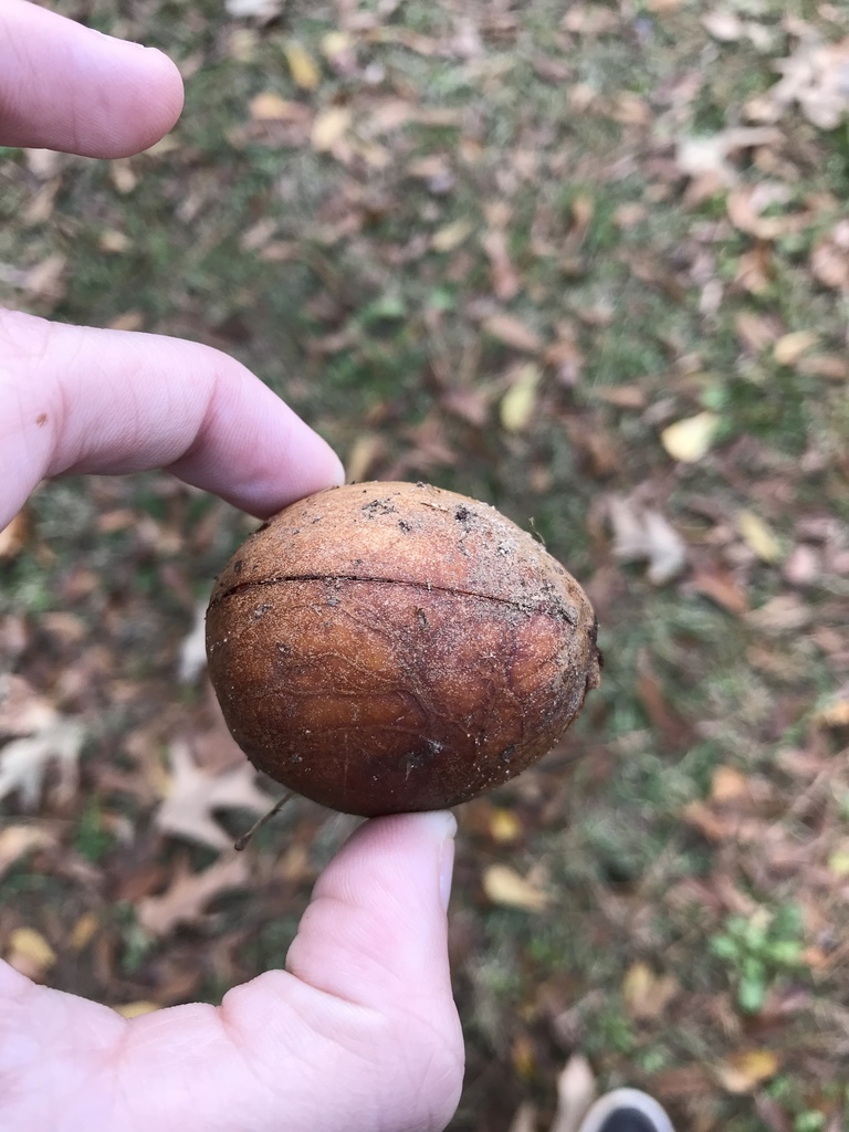 pignut hickory from I-20 W, Eutaw, AL, US on December 26, 2018 at 11:19 ...
