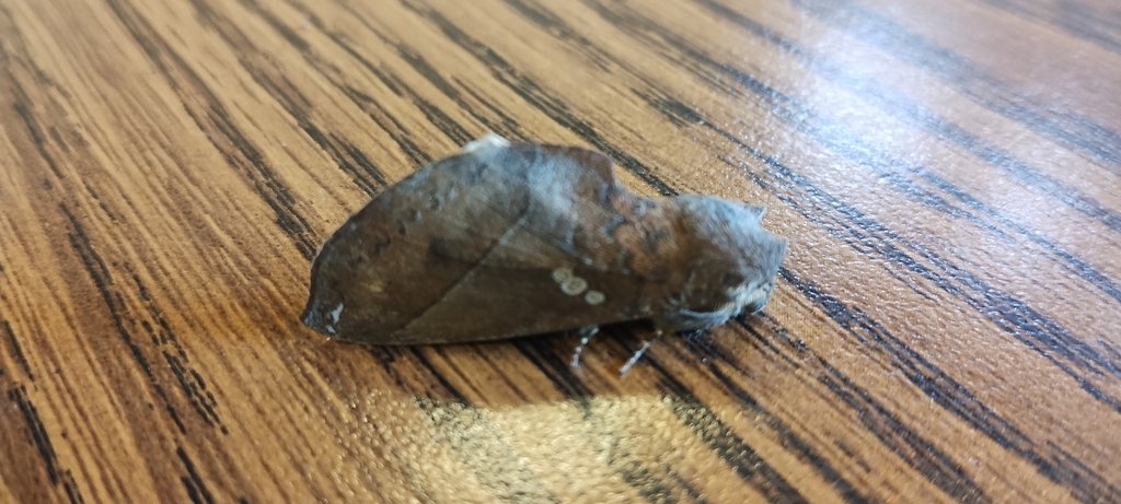 Hapigia from La Esperanza, Tuxtla Gutiérrez, Chis., México on June 30 ...