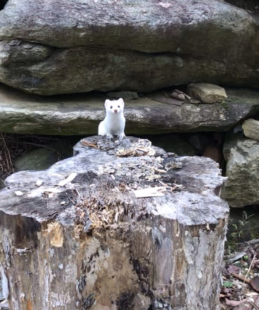Long-tailed Weasel from South Londonderry, VT, US on November 30, 2022 ...