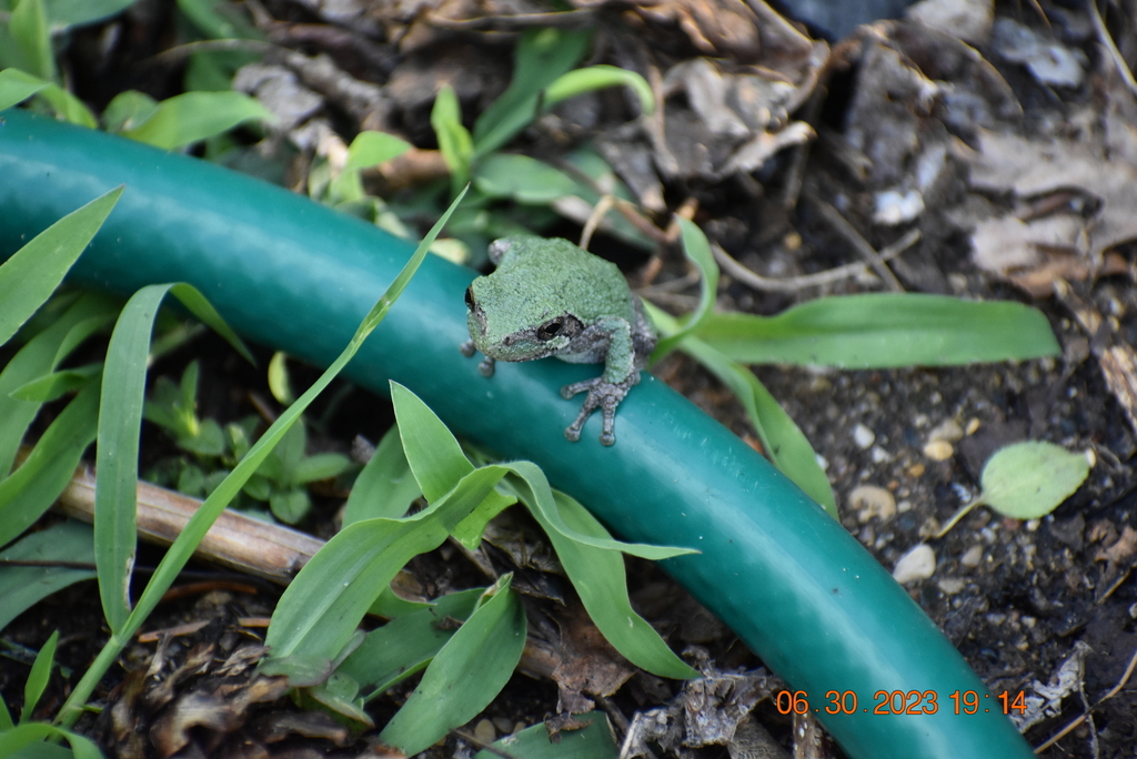 Gray Treefrog Species Complex from 11th St SE, Brainerd, MN 56401, USA ...