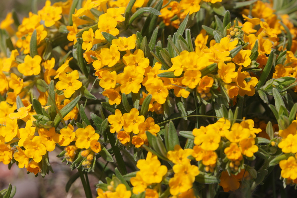 hoary puccoon from 102 Crex Ave, Grantsburg, WI 54840, USA on May 24, 2022 at 11:32 AM by David ...
