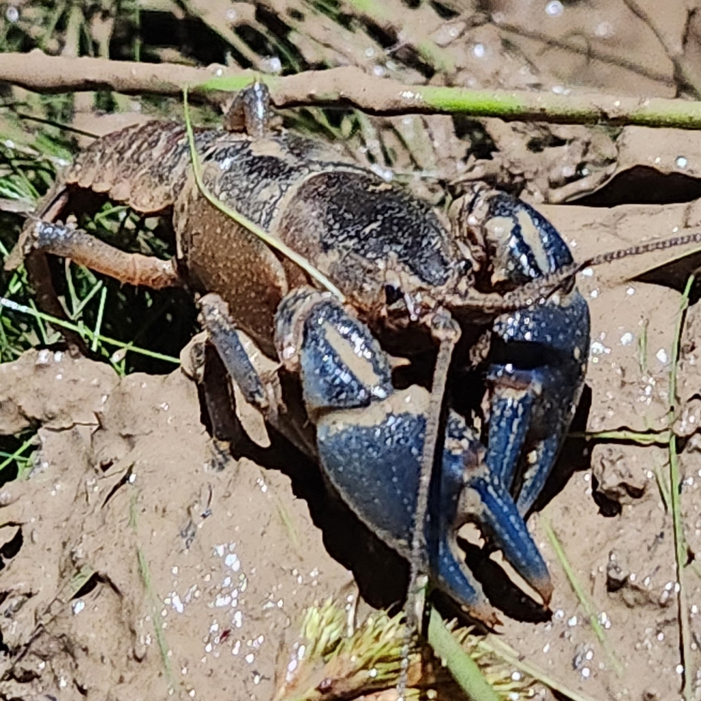 Meadow River Mudbug in June 2023 by Jimmy A. Hartley · iNaturalist