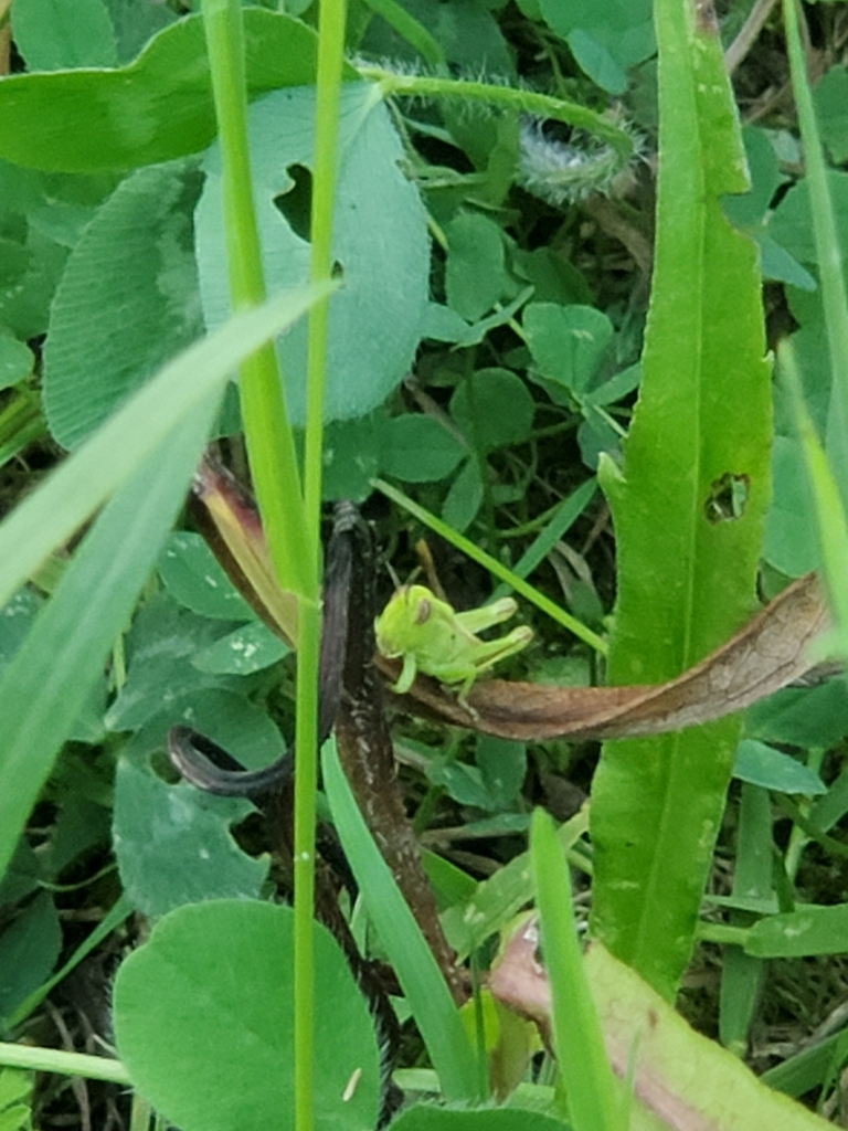 Short-winged Green Grasshopper from Somers, WI, USA on June 30, 2023 at ...