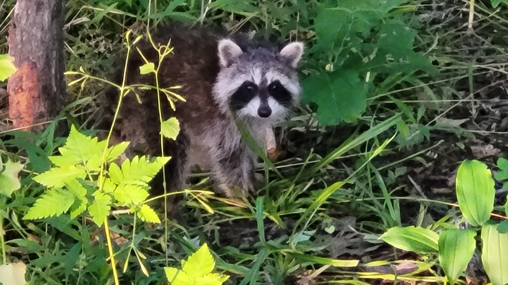 Common Raccoon from Lake City, PA 16423, USA on June 30, 2023 at 07:57 ...