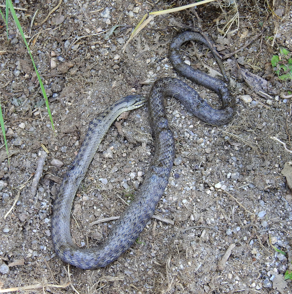 Coronella austriaca acutirostris in June 2023 by Helio Batista. find ...