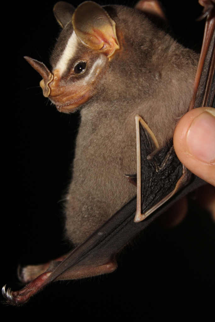 Great Stripe-faced Bat from centro mamoní on November 23, 2021 by Bio ...