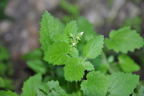 Altai White Figwort (Scrophularia altaica) · iNaturalist