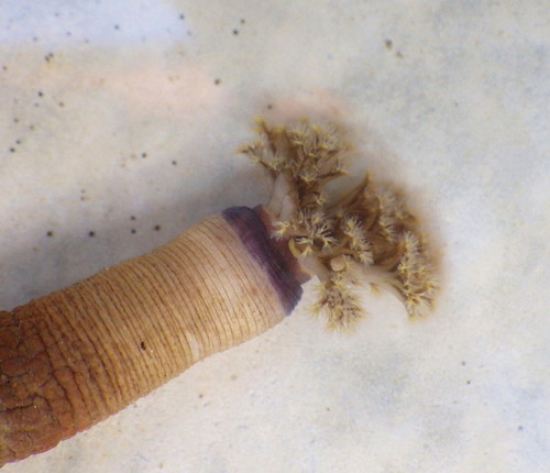 Themiste dyscrita · iNaturalist