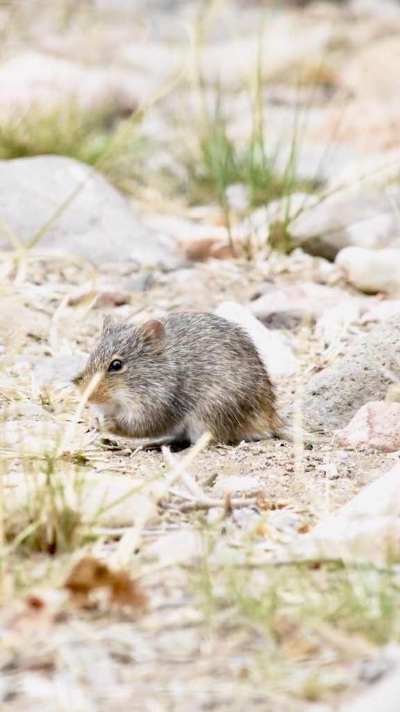 Yellow-nosed Cotton Rat from Foothills Rd, San Simon, AZ, US on May 3 ...