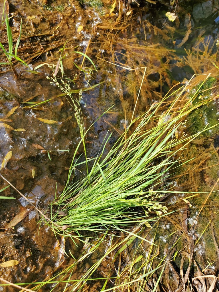 Winter Bentgrass from Gillespie County, TX, USA on June 6, 2023 at 04: ...