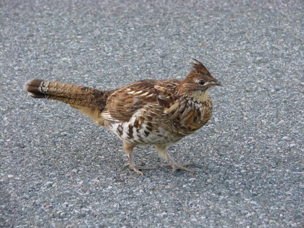 Ruffed Grouse from Virginia on May 18, 2008 by Kenneth Bader. somewhere ...