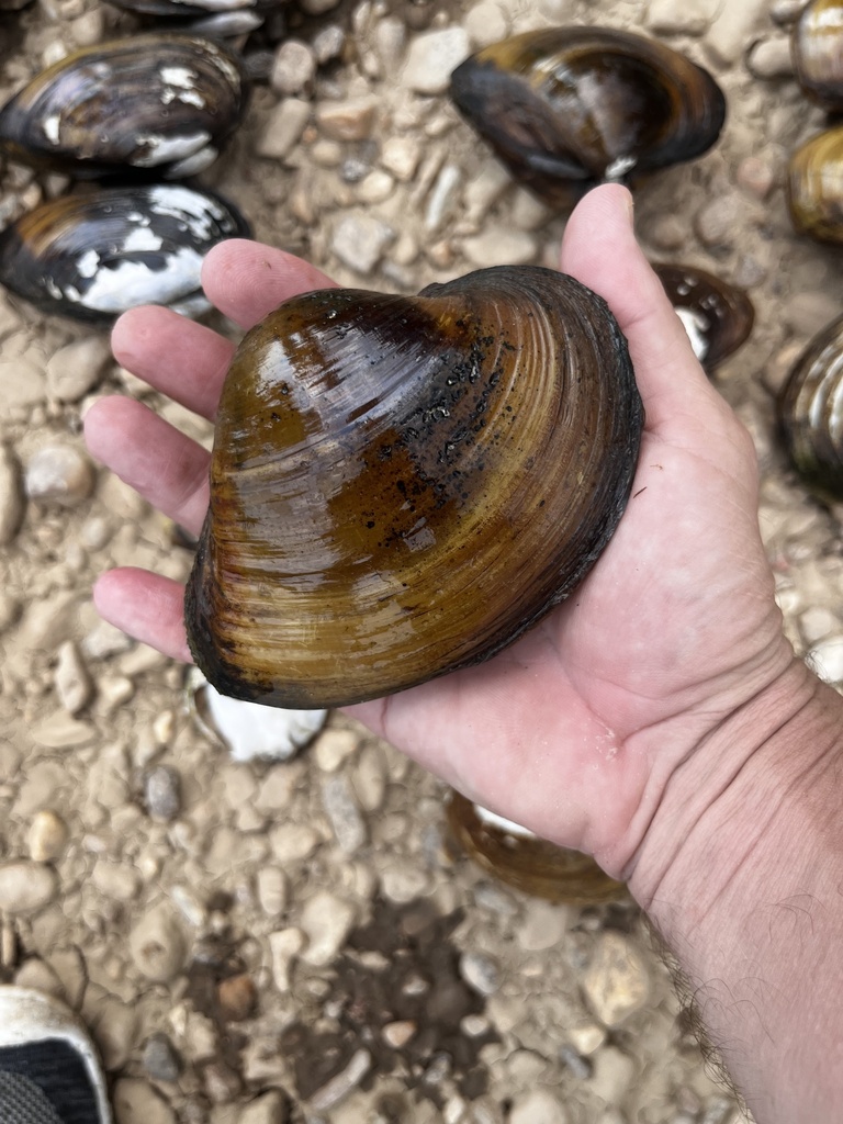 Southern Pocketbook from Tallapoosa River, Montgomery, AL, US on June ...