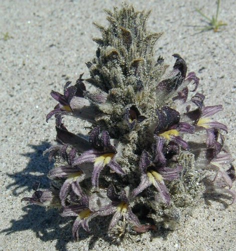 desert broomrape (Orobanche cooperi) · iNaturalist United Kingdom